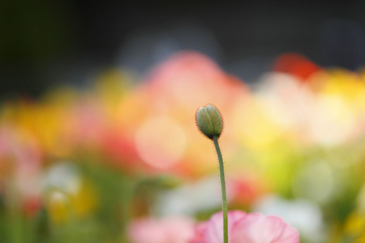 Magic Stick | GANREF