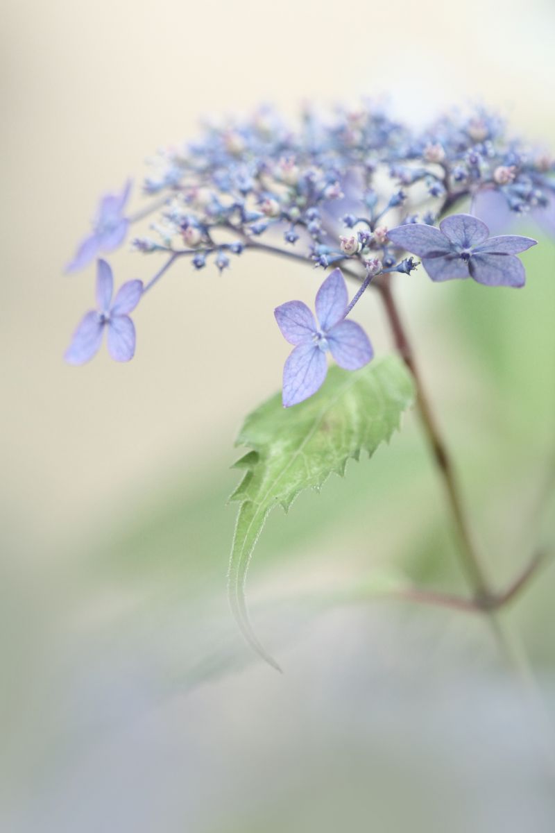 優しい雨 | GANREF