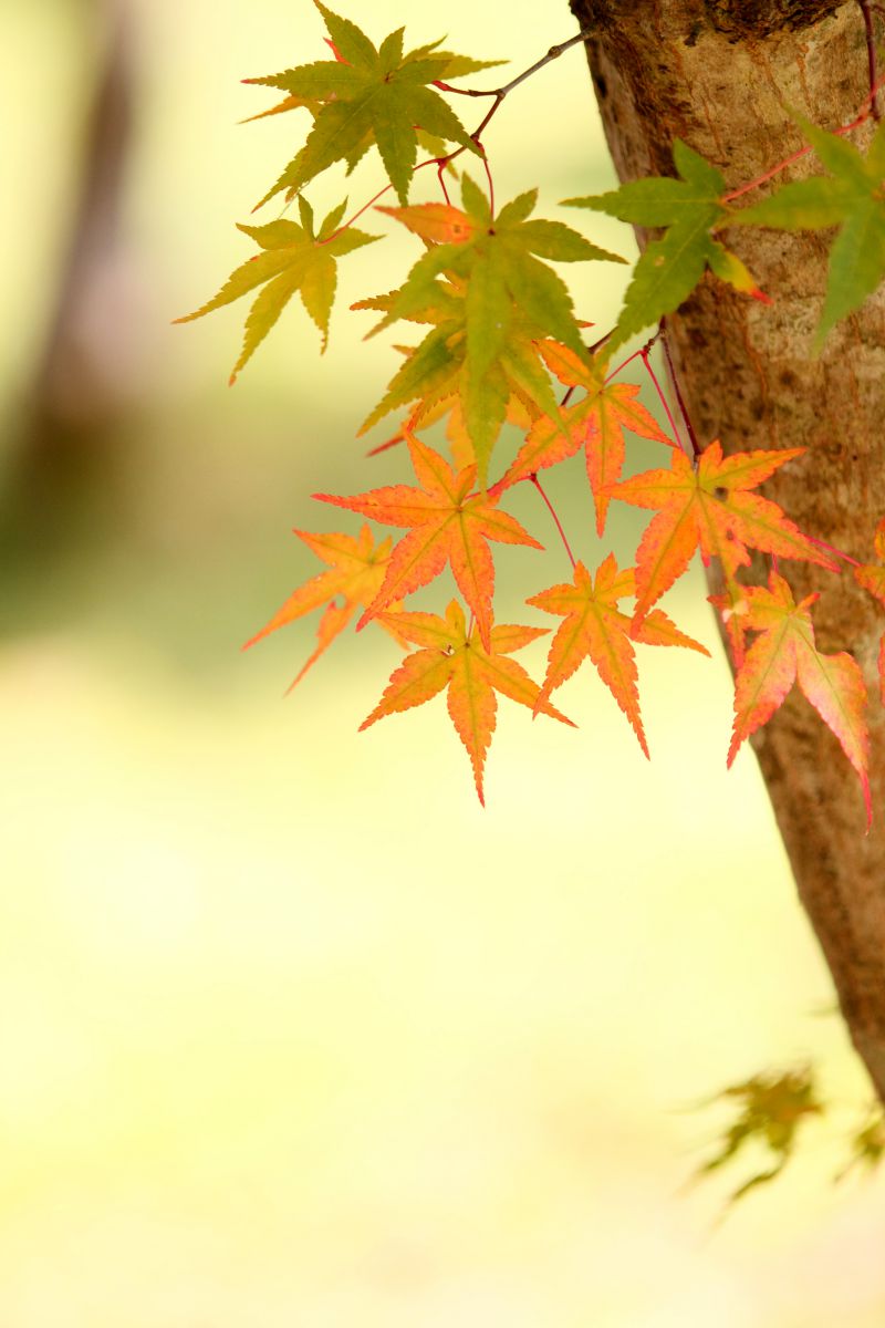 Autumn Magic | GANREF