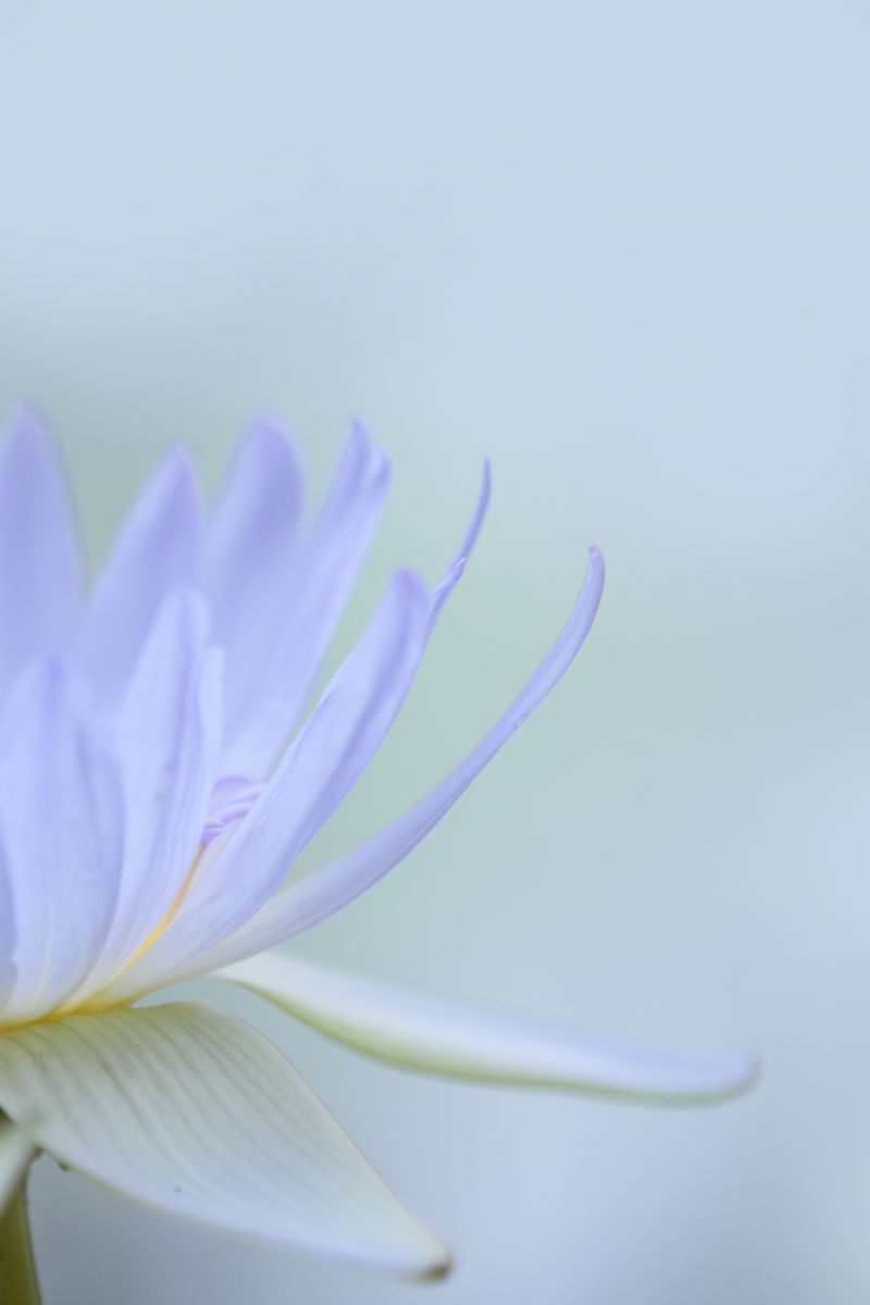 Spring Blue | GANREF