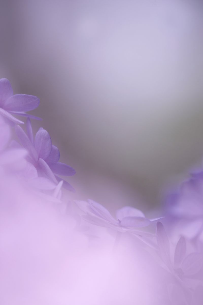 Purple line | GANREF