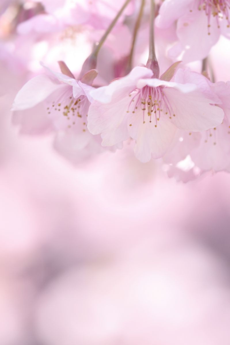 Pink in pink | GANREF