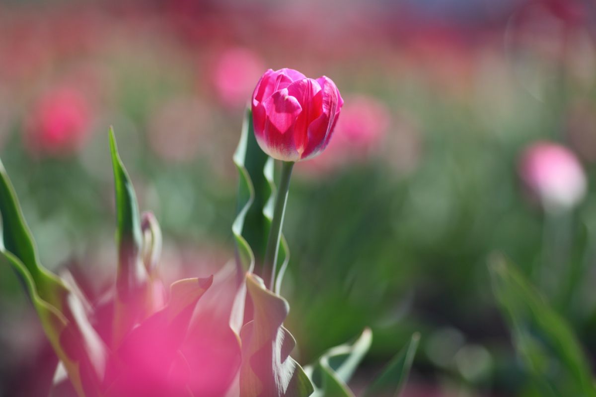 ピンクな日 | GANREF