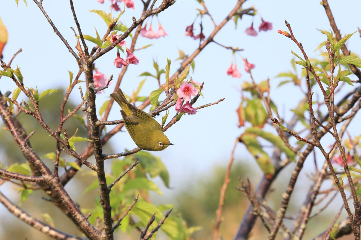 メジロと桜 | GANREF