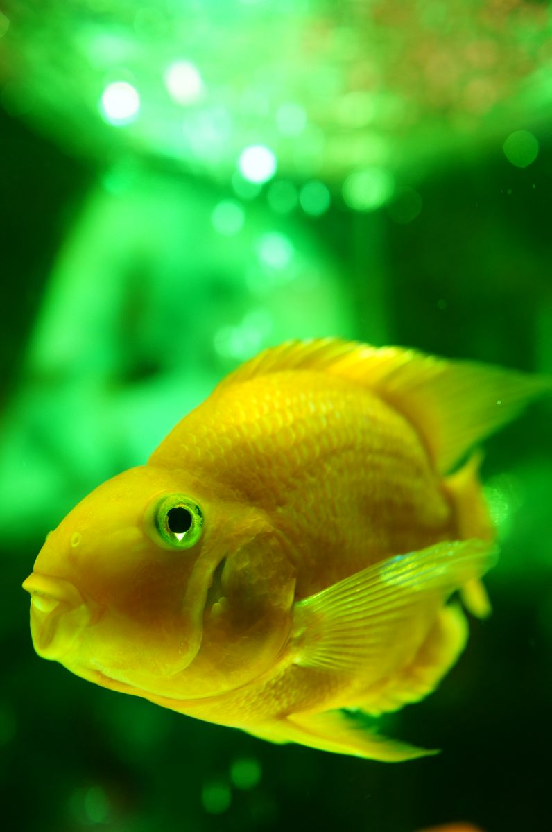 GOLD FISH | GANREF