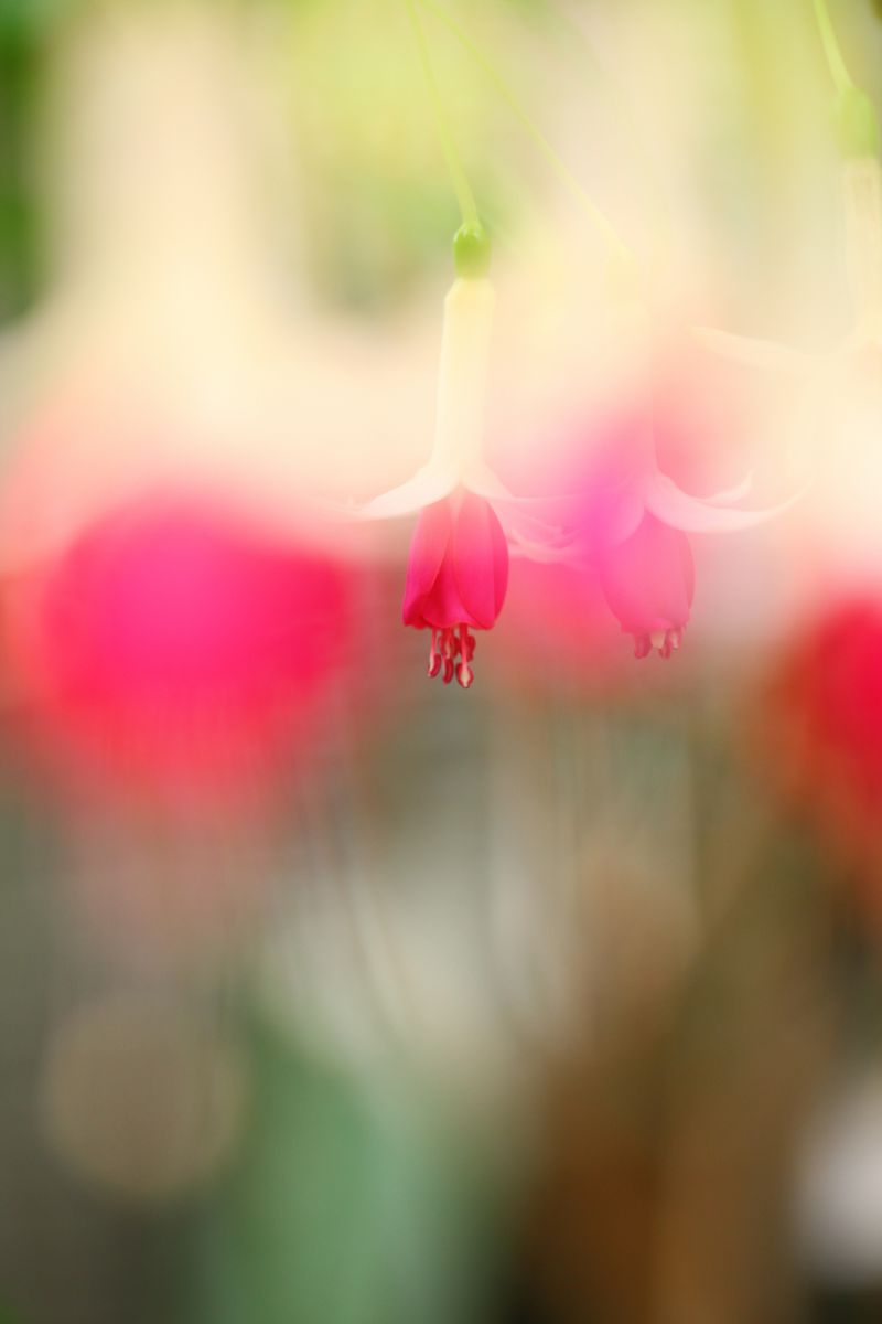 もうすぐ出番 | GANREF