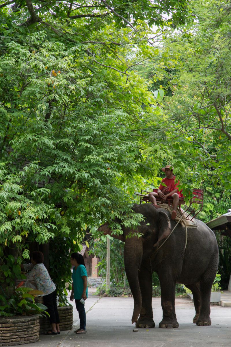 象と暮らす村 | GANREF