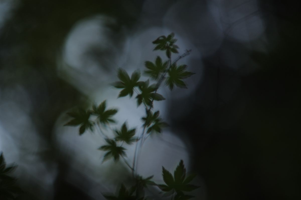 ざわめき | GANREF