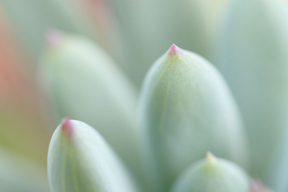 胸キュン☆マクロ | GANREF