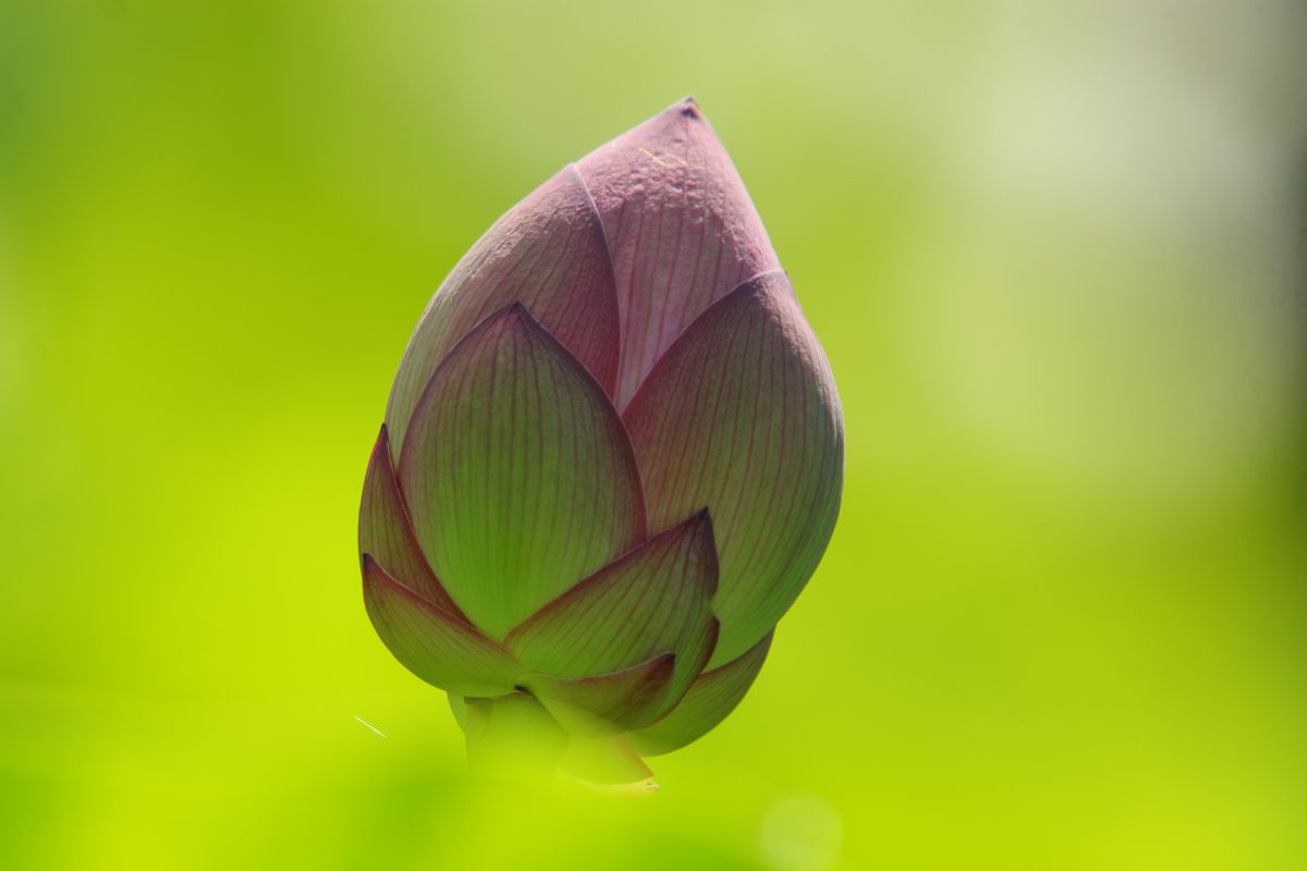 もうすぐ、ぽんっ | GANREF