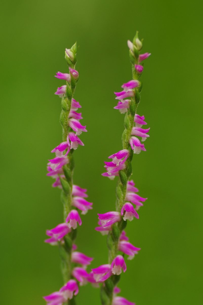 Synchronized Flowers ^^ | GANREF