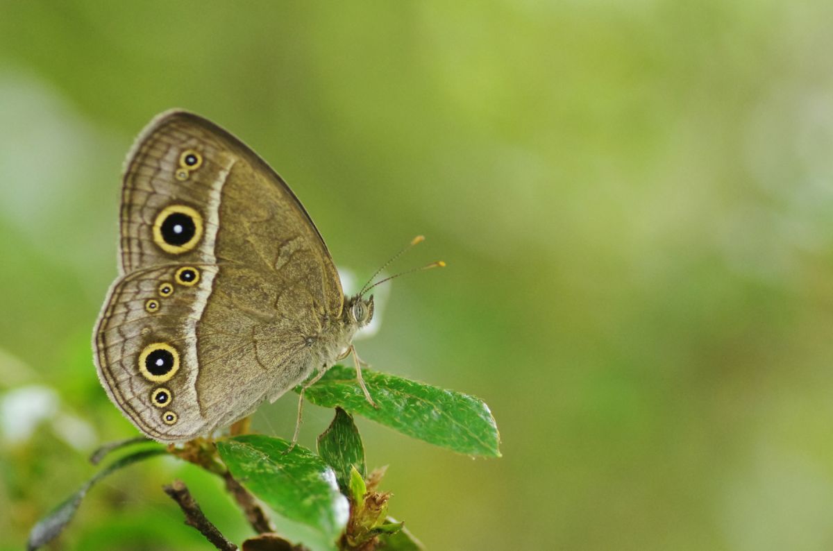 ヒメジャノメ？？（検索中ですm(_ _)m） | GANREF