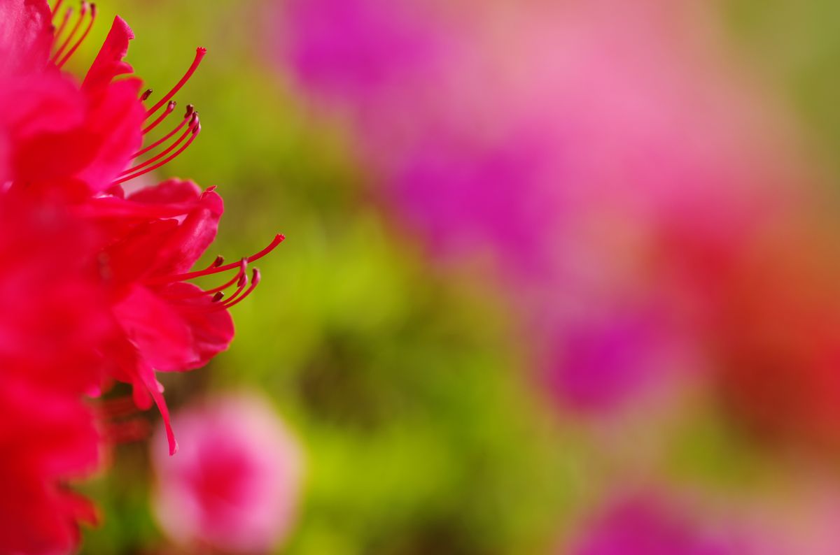 One spring day | GANREF