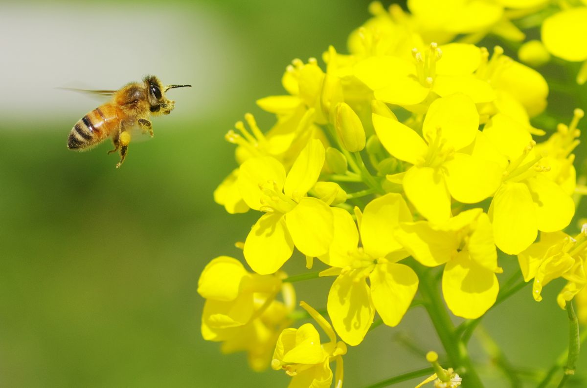 Spring has come.... 2 | GANREF