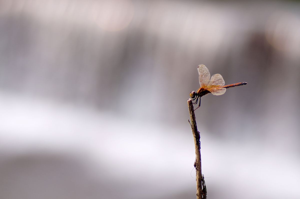 A dragonfly 3 | GANREF