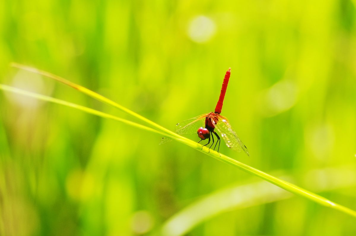 The smallest dragonfly in Japan | GANREF