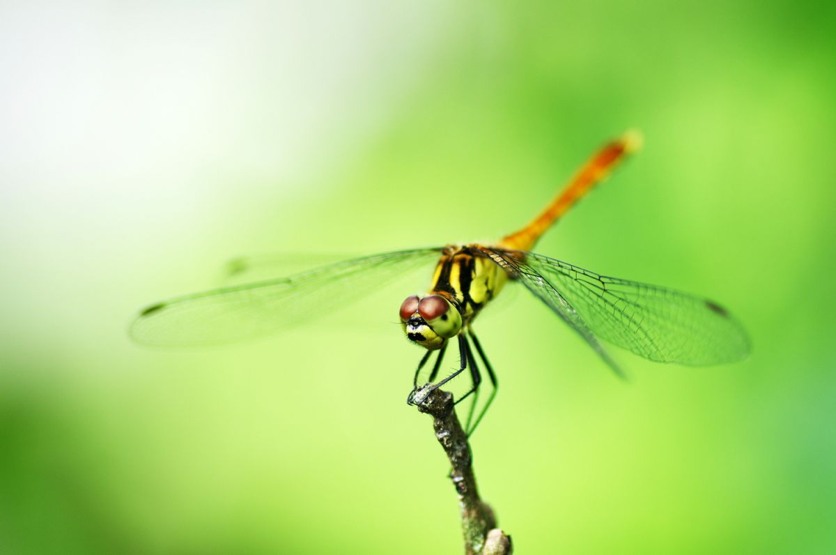 A dragonfly | GANREF