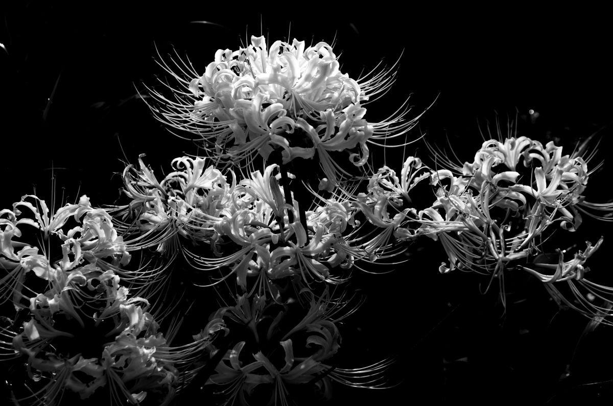 Lycoris radiata | GANREF