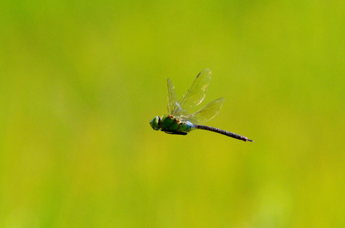 dragonfly | GANREF