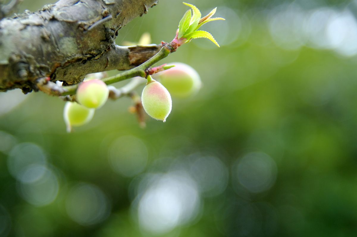 Spring has come.... | GANREF