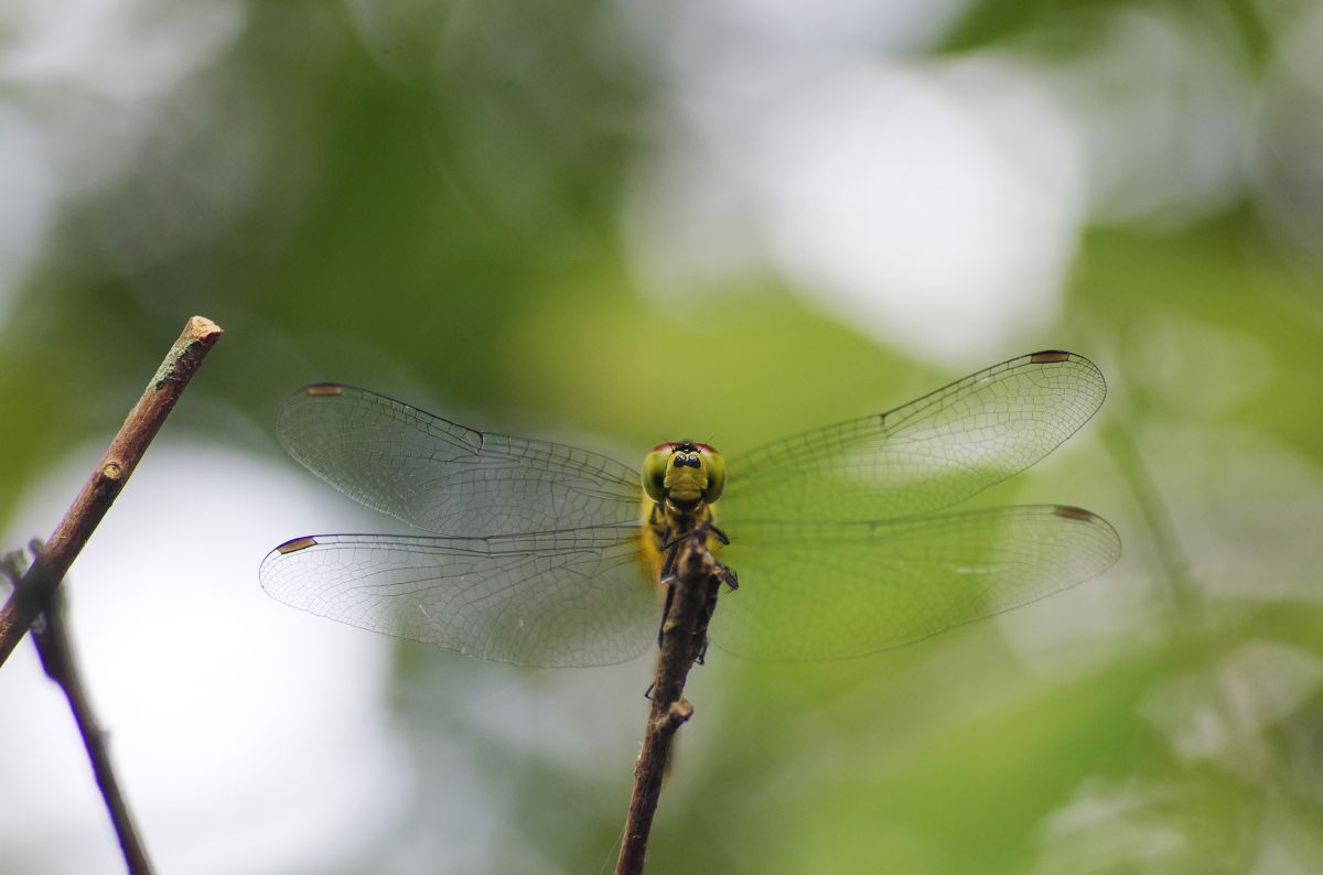 dragonfly | GANREF