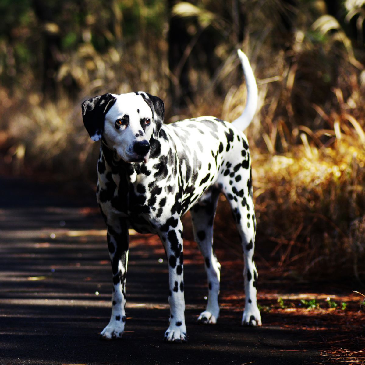 Wild Dalmatian | GANREF