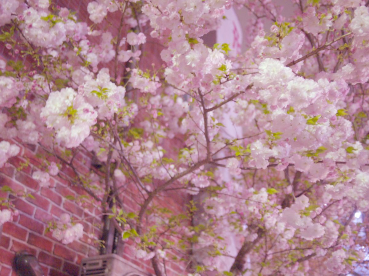 路傍の八重桜 | GANREF