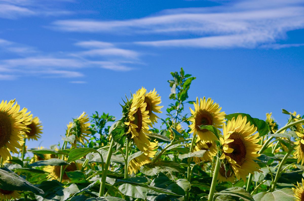 ひまわり畑 | GANREF