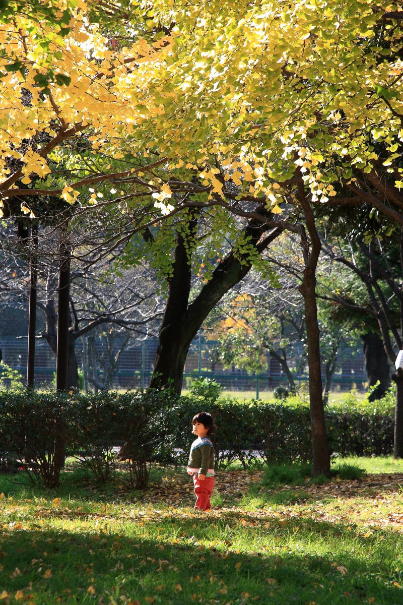 黄色い屋根 | GANREF