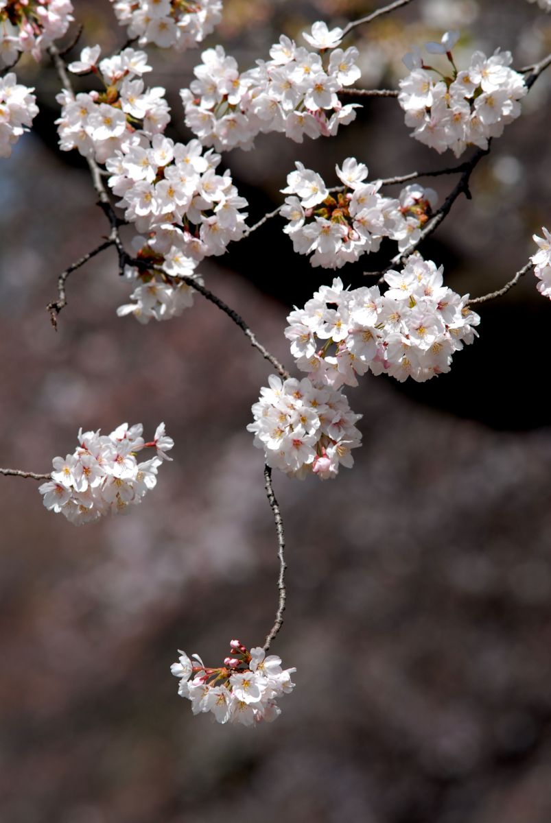 つながって | GANREF