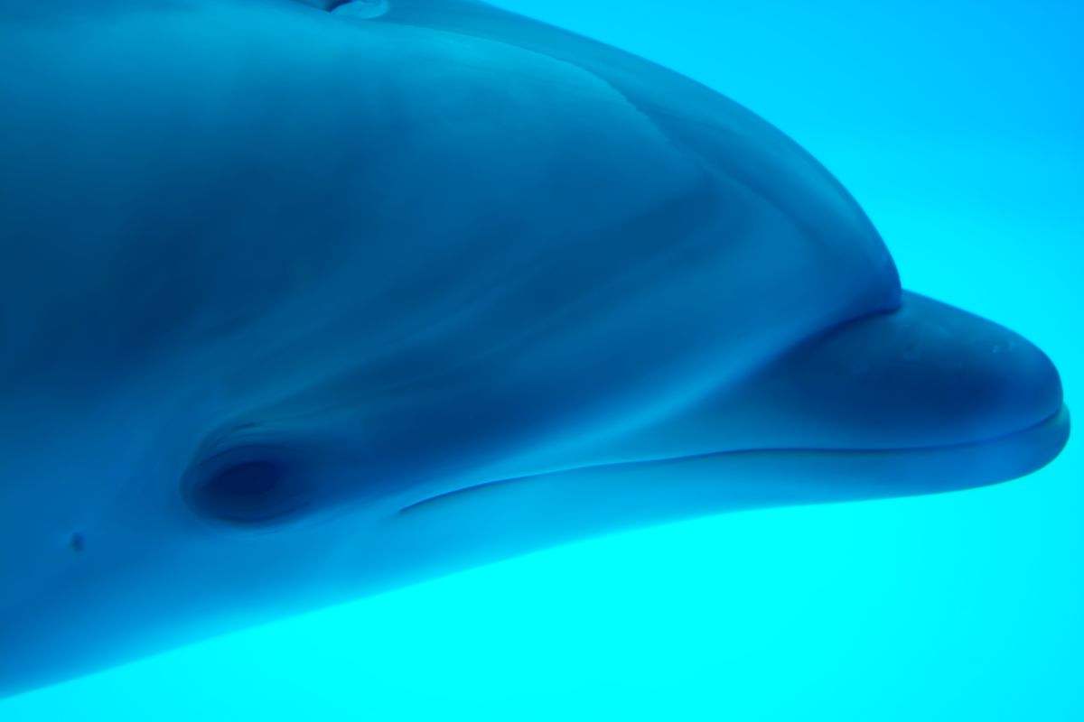 THE・DOLPHIN | GANREF