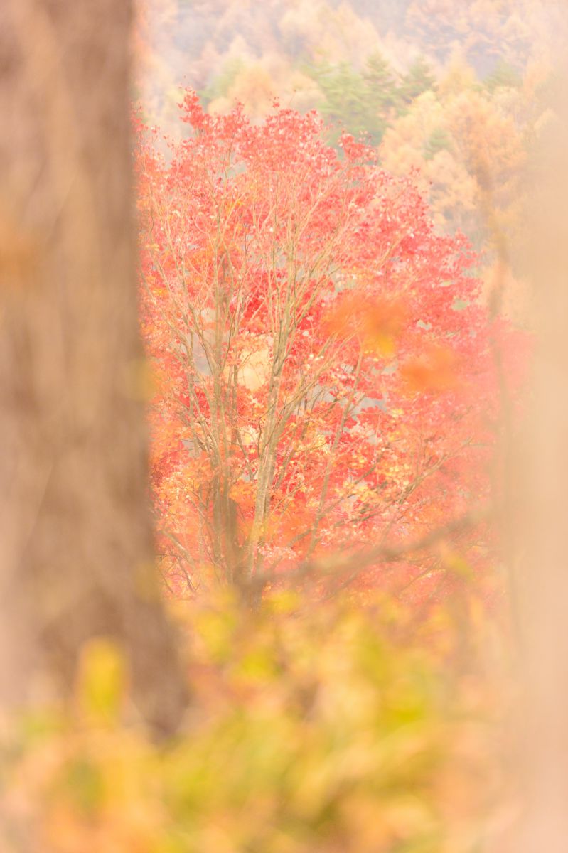 記憶の中の秋 | GANREF