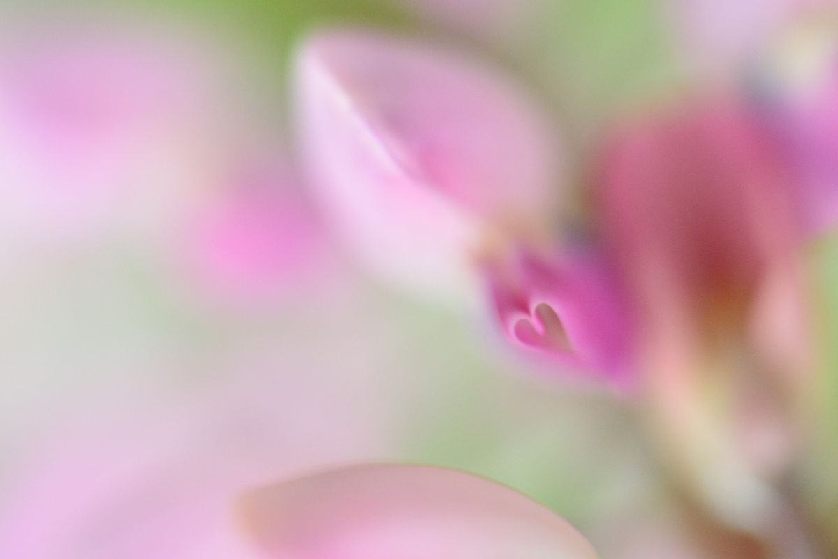 The Lupinus of the heart | GANREF