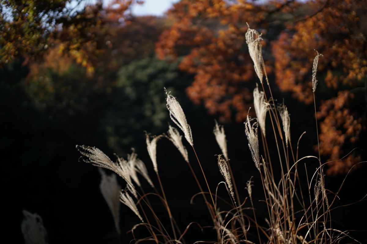 ひとこま | GANREF