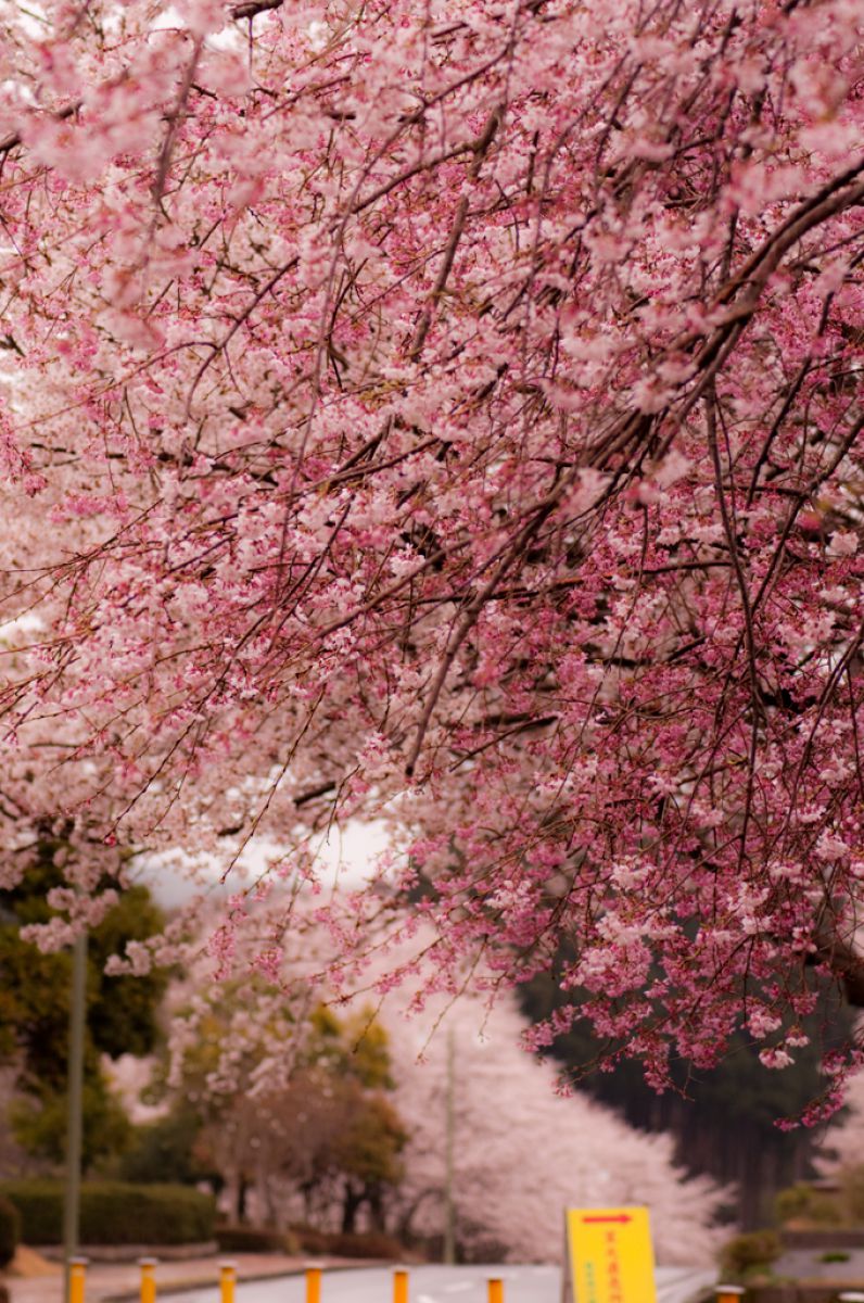 桜～2010、⑦ | GANREF
