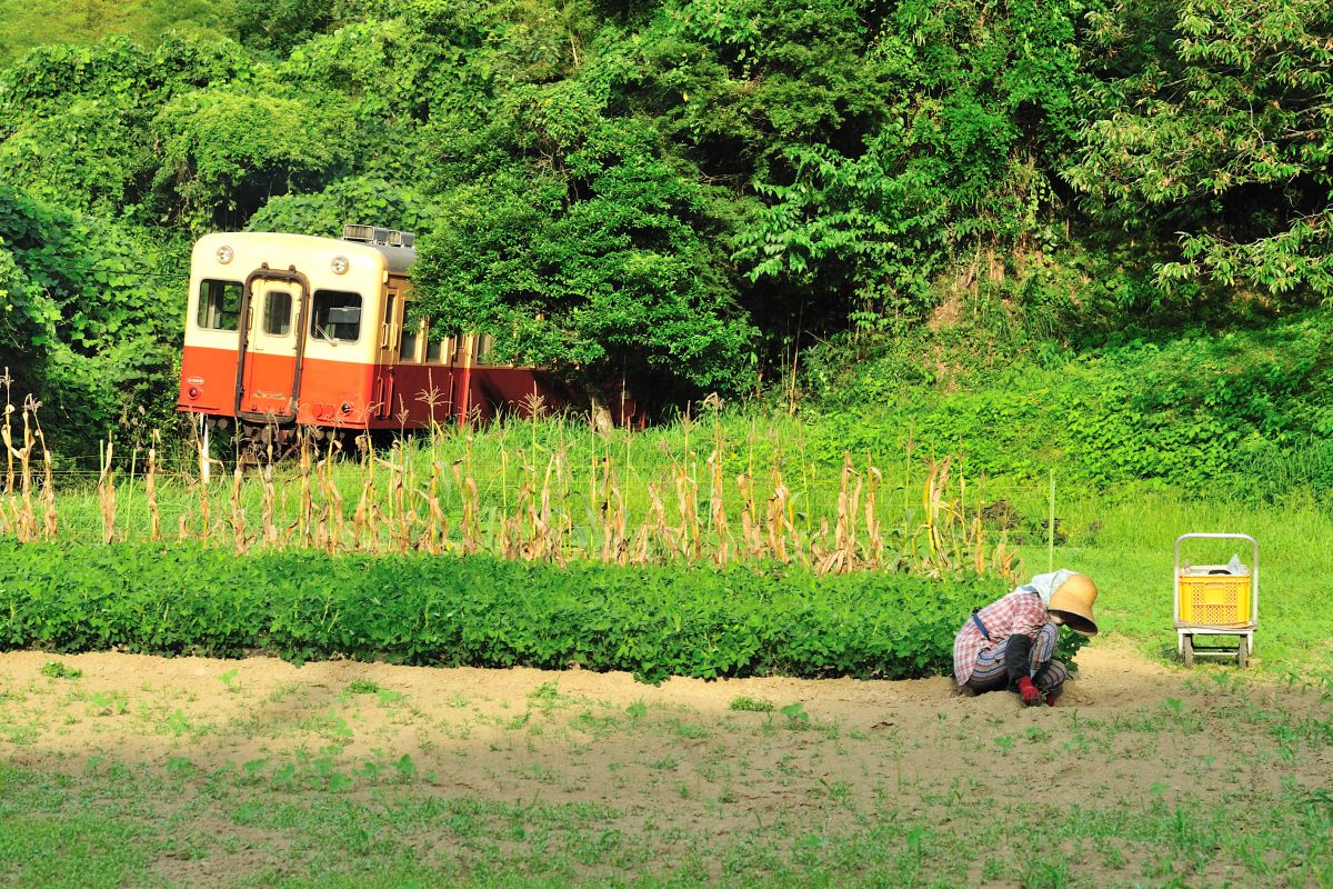 待ってました！ | GANREF