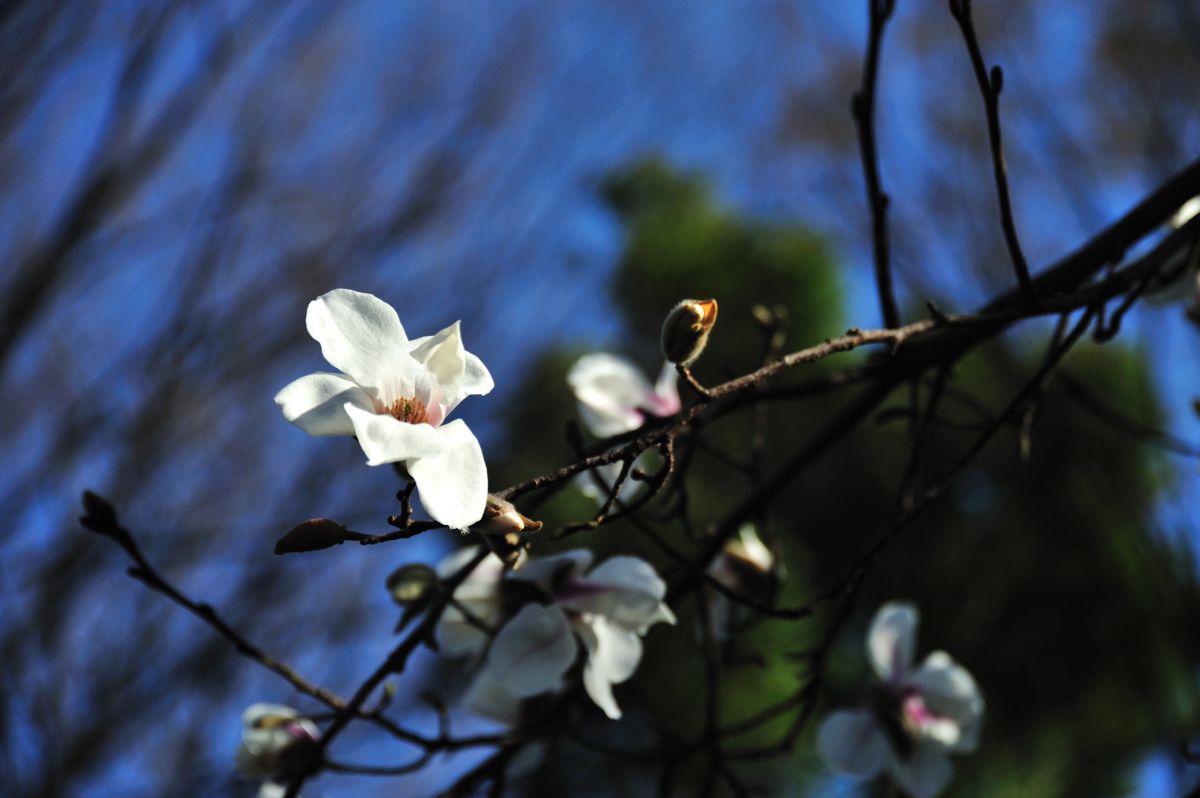 白色無垢 | GANREF