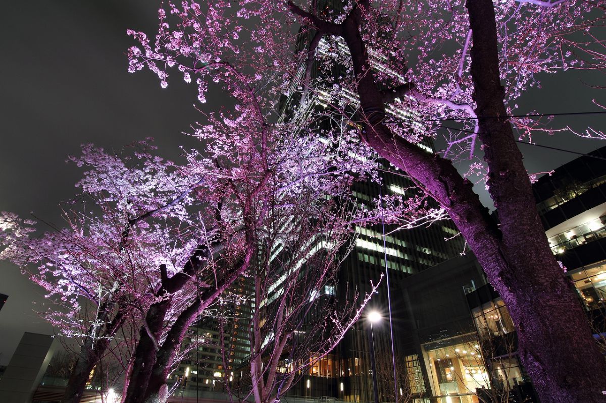 cherry tree | GANREF