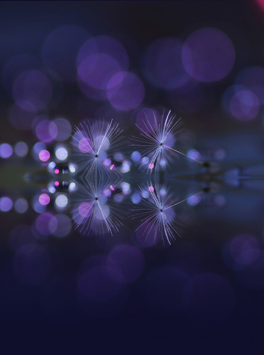 Starlight♪ | GANREF