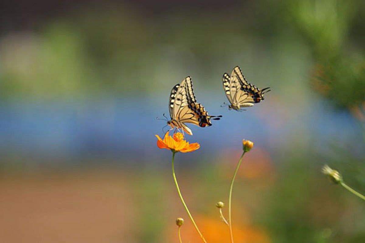 アゲハの舞 | GANREF