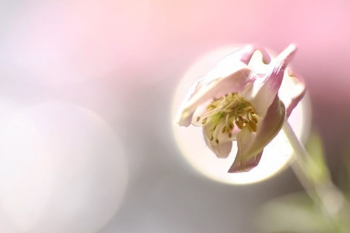 Pretty girl～～～～♪ | GANREF