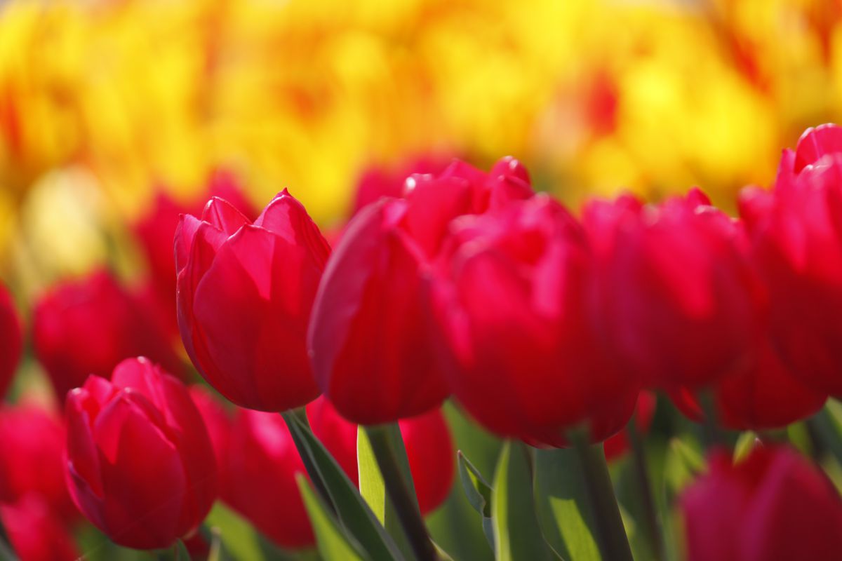 Tulip field | GANREF