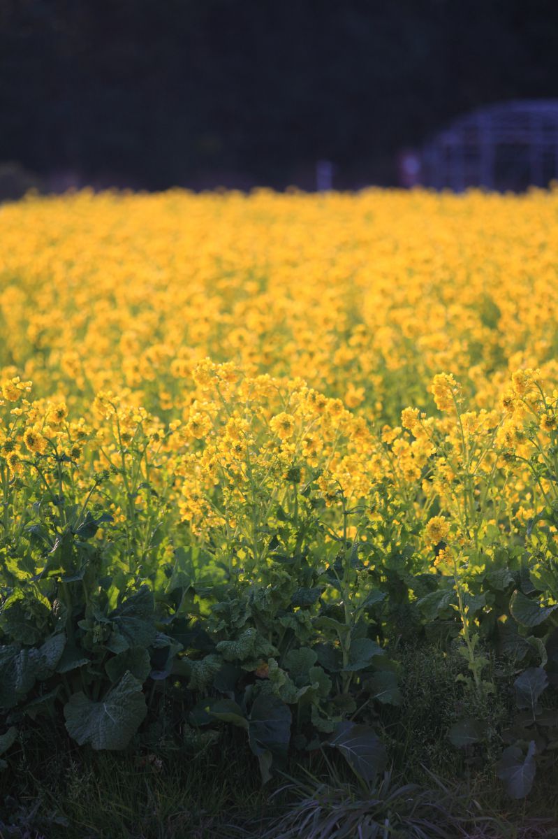 黄色の世界 | GANREF