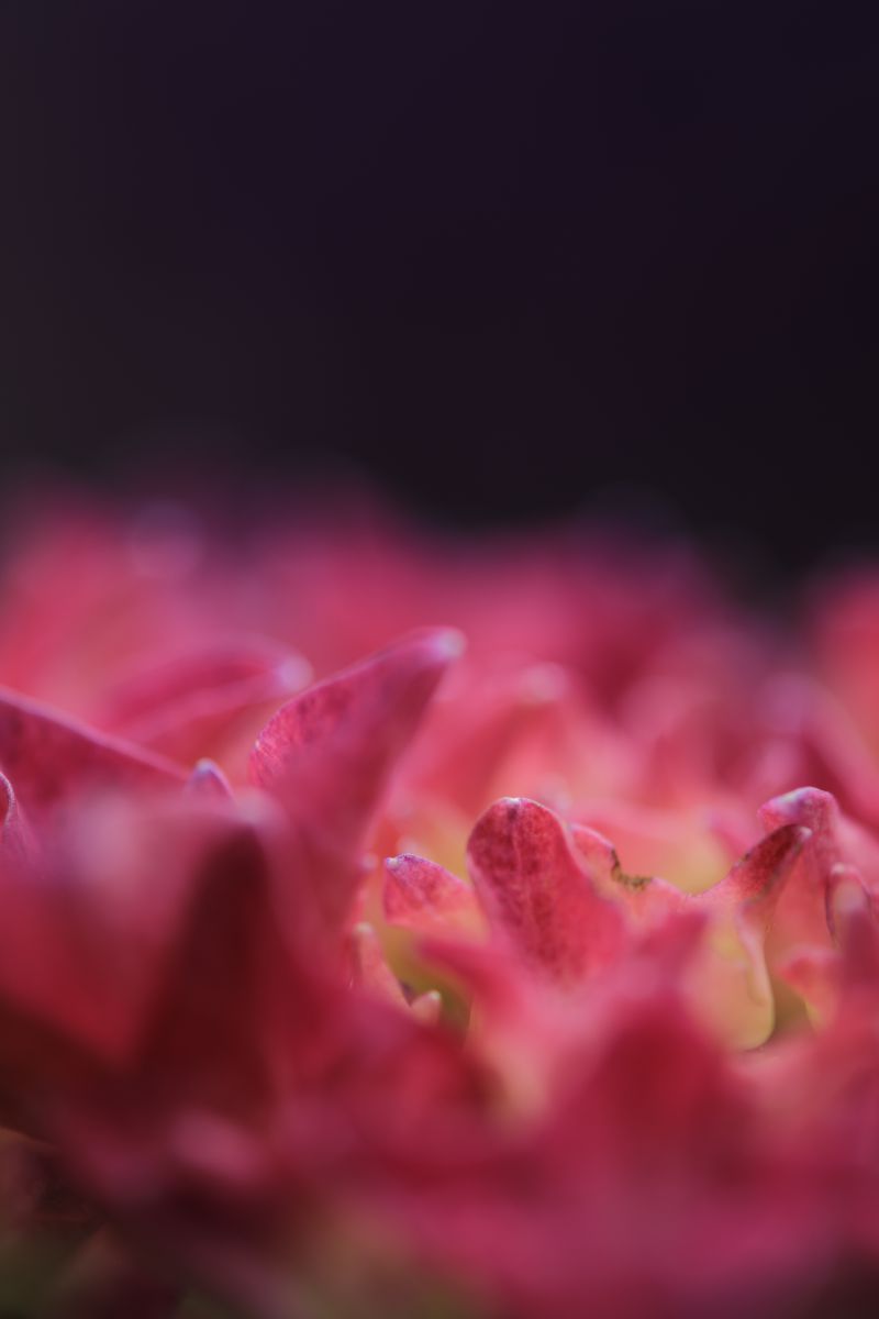 mysterious flame | GANREF