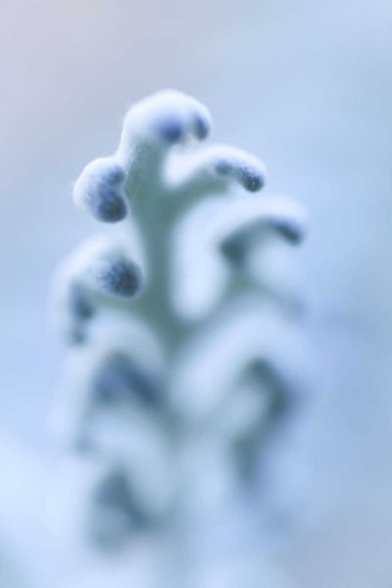 snow? tree? | GANREF