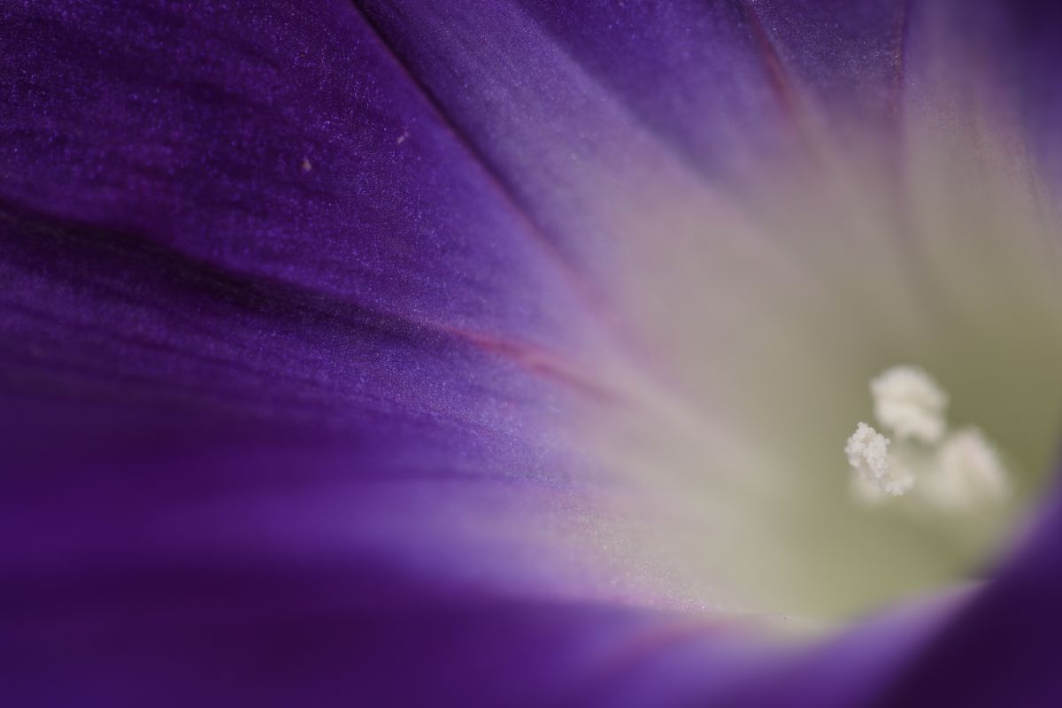 purple bell | GANREF