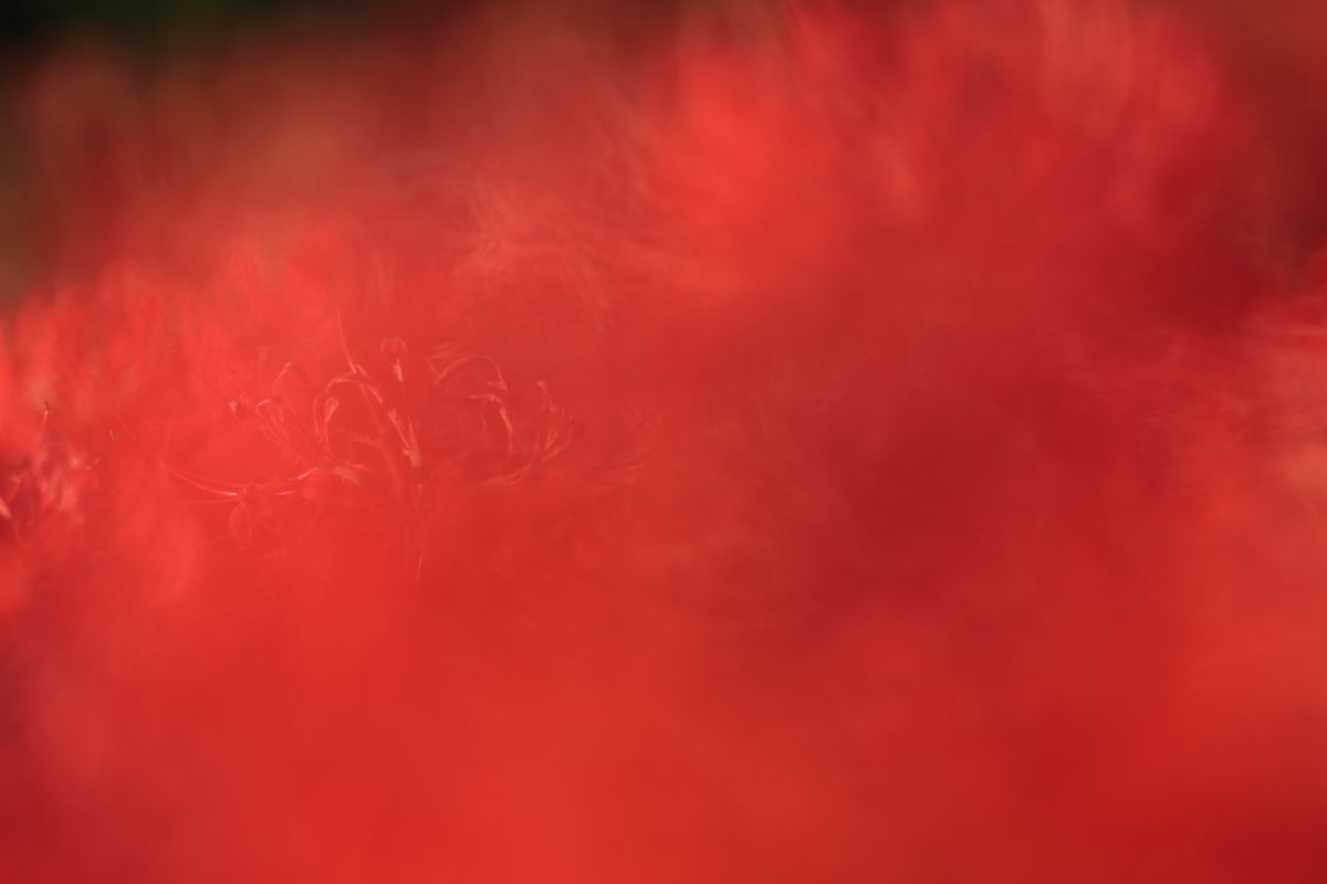 Passionate fire | GANREF