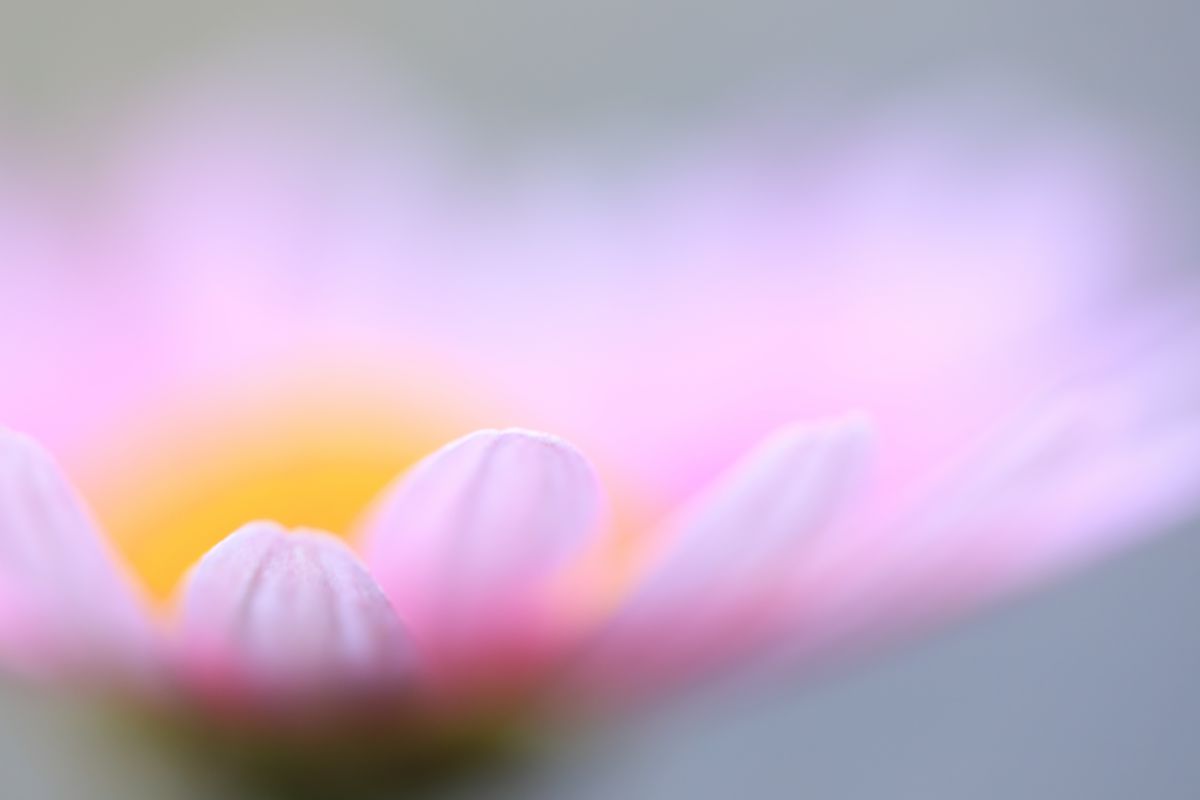 spring dream | GANREF