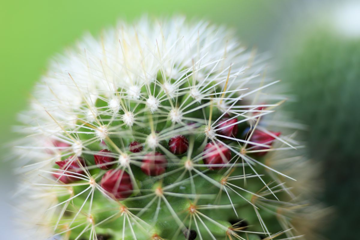 almost ready | GANREF