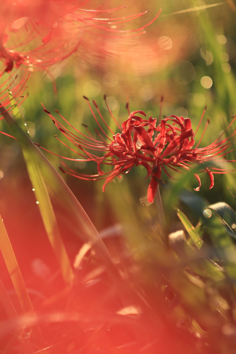 morning dew | GANREF